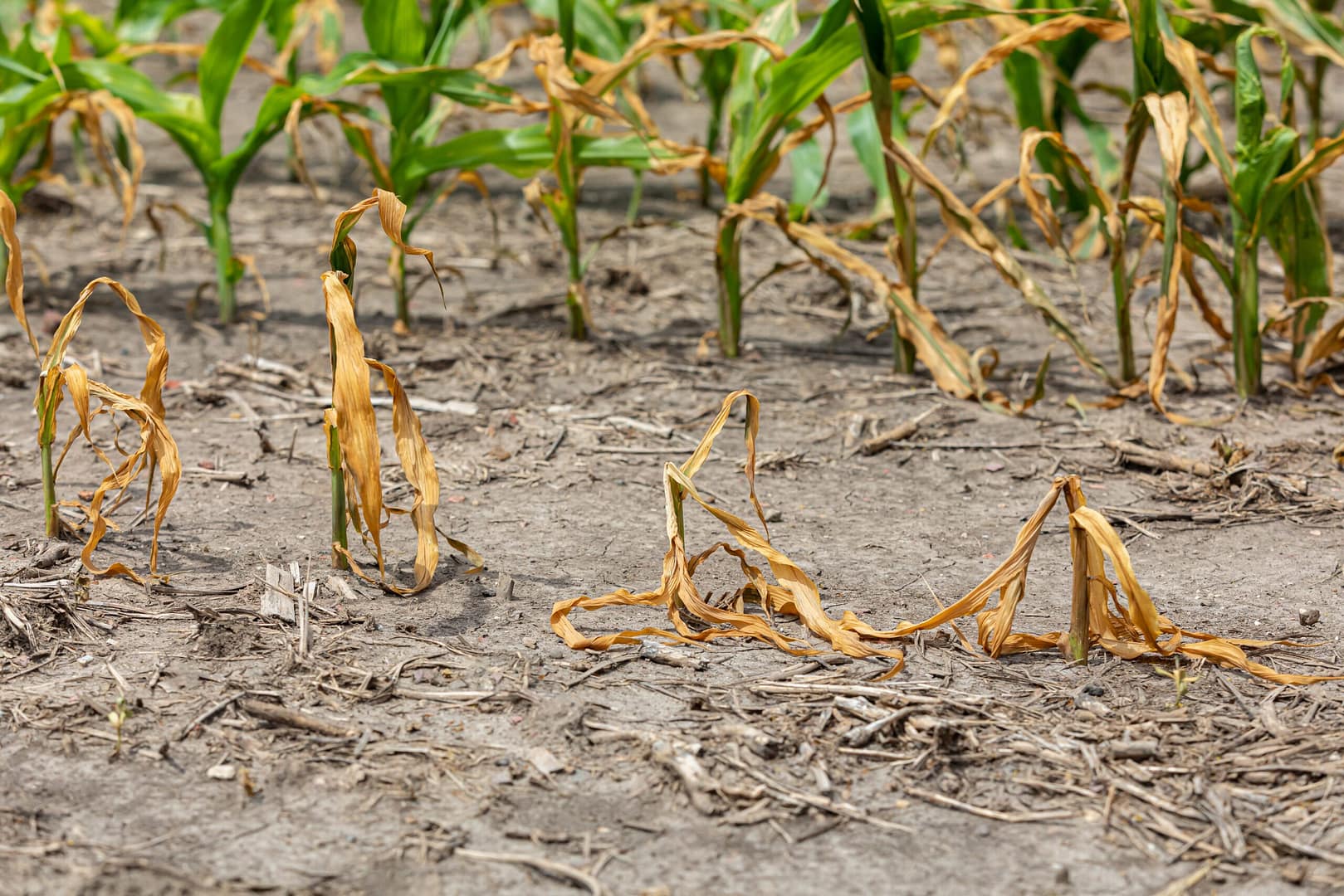 A look at drought in Texas: Strategic Framework - Texas 2036