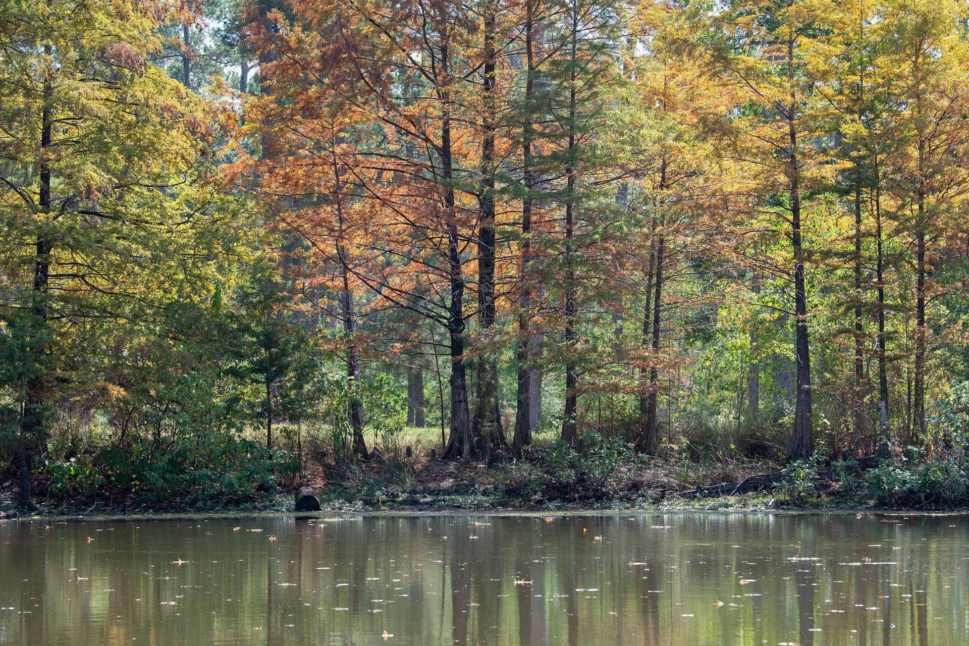 East Texas: The region at a glance - Texas 2036